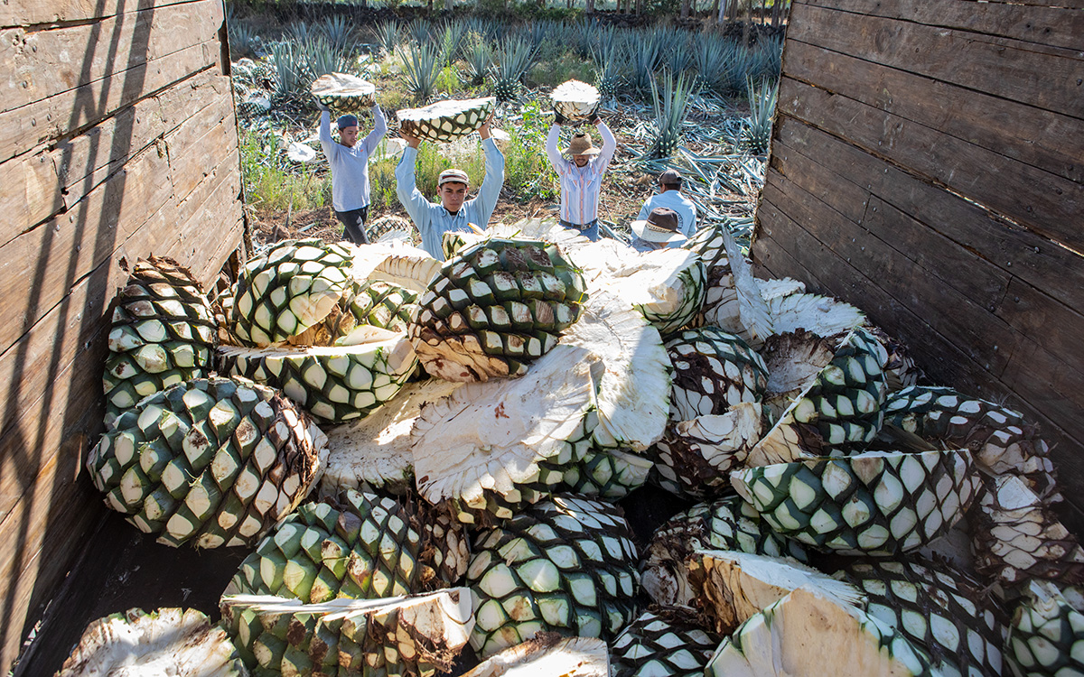 Home Page Two | The Additive Free Alliance